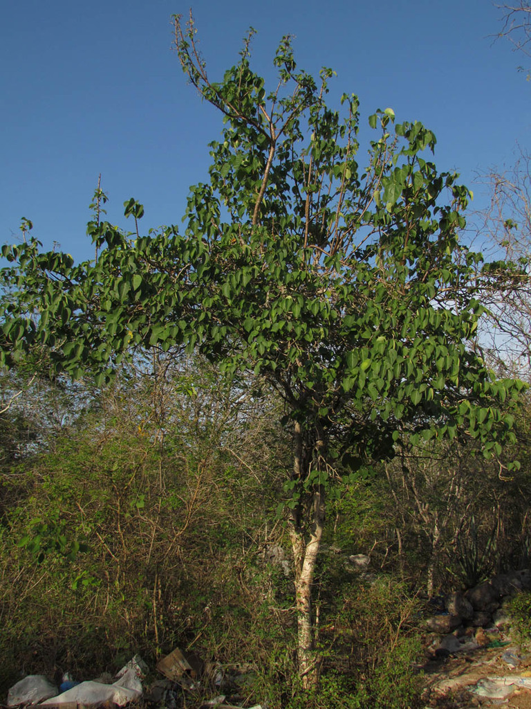 (Jatropha gaumeri) - Botanical Realm