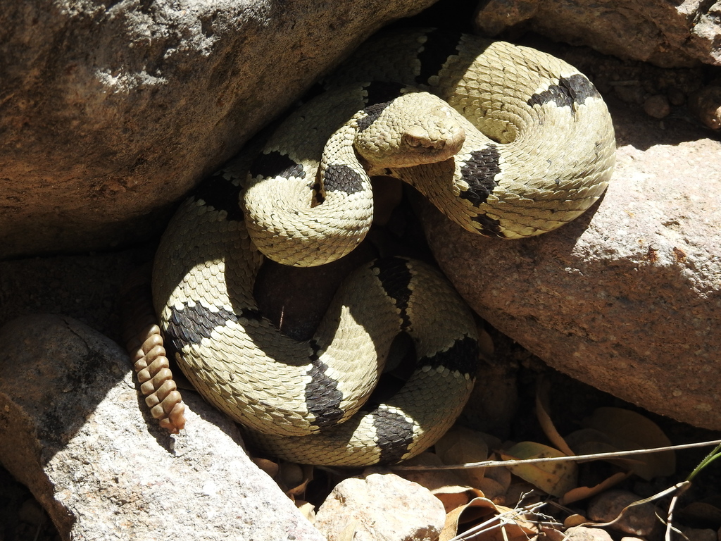 Banded Rock Rattlesnake in May 2020 by Soraya · iNaturalist