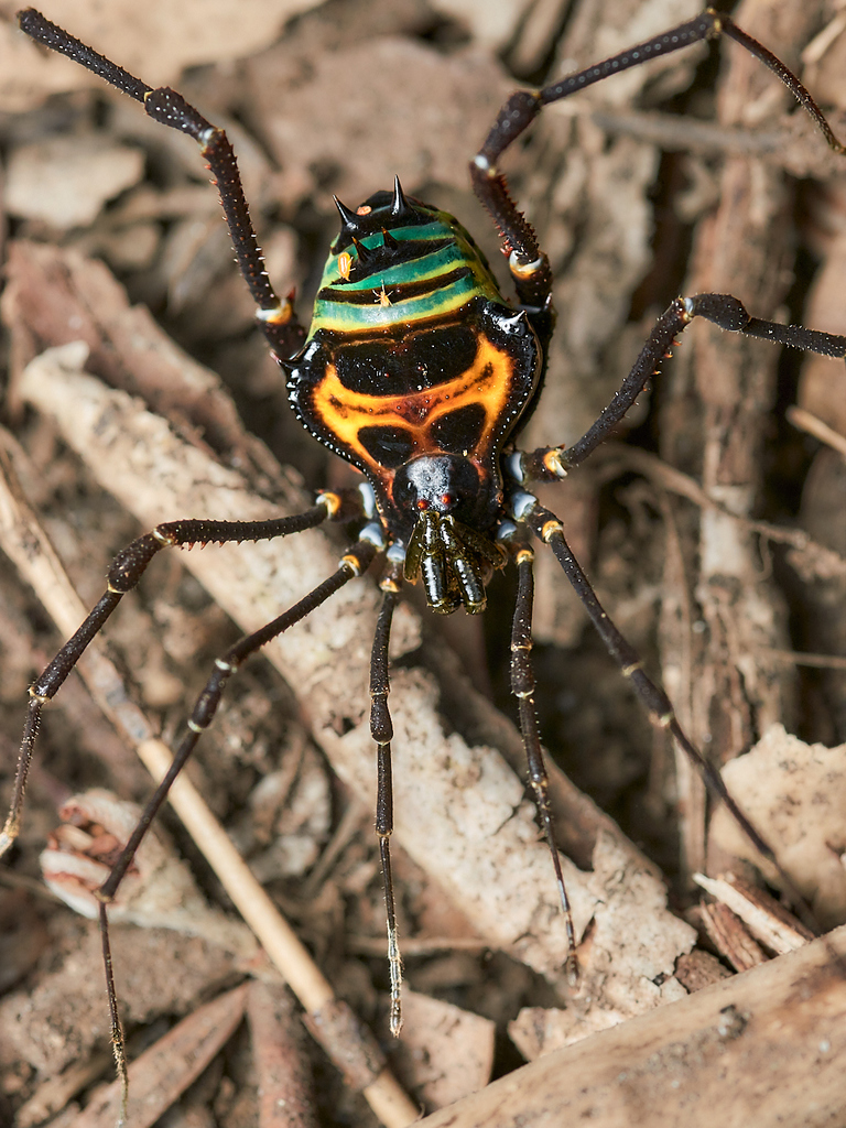 Sadocus polyacanthus from Cautín, Araucanía, Chile on December 9, 2019 ...
