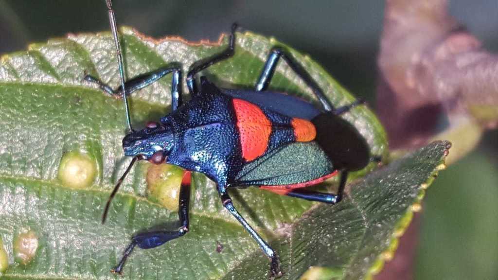 Florida Predatory Stink Bug from Rancho El sinaí- Jilotepec, Ver ...