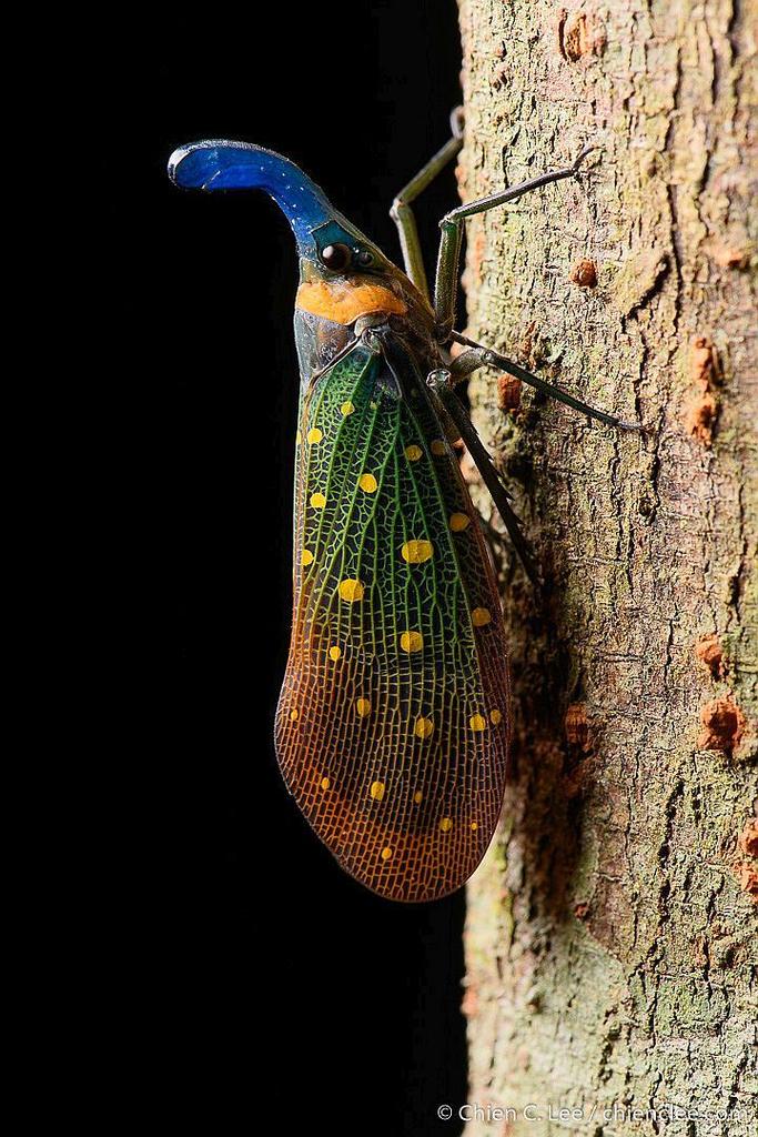 Pyrops whiteheadi from Sandakan, Sabah, Malaysia on September 20, 2018 ...
