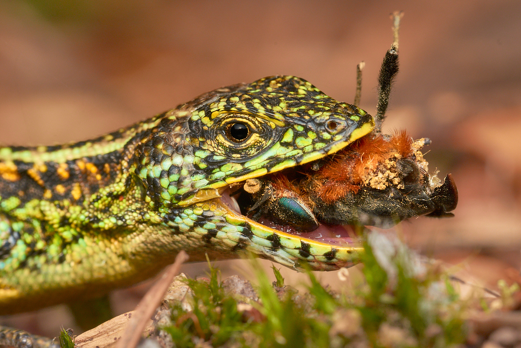 Common Painted Smooth-throated Lizard from Valdivia, Los Ríos, Chile on ...