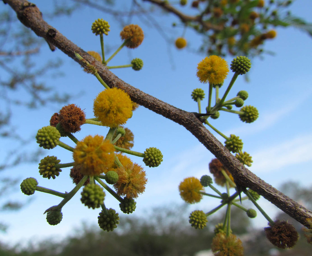 fern-leaf acacia from Homún, Yucatán on April 6, 2012 at 07:33 AM by ...