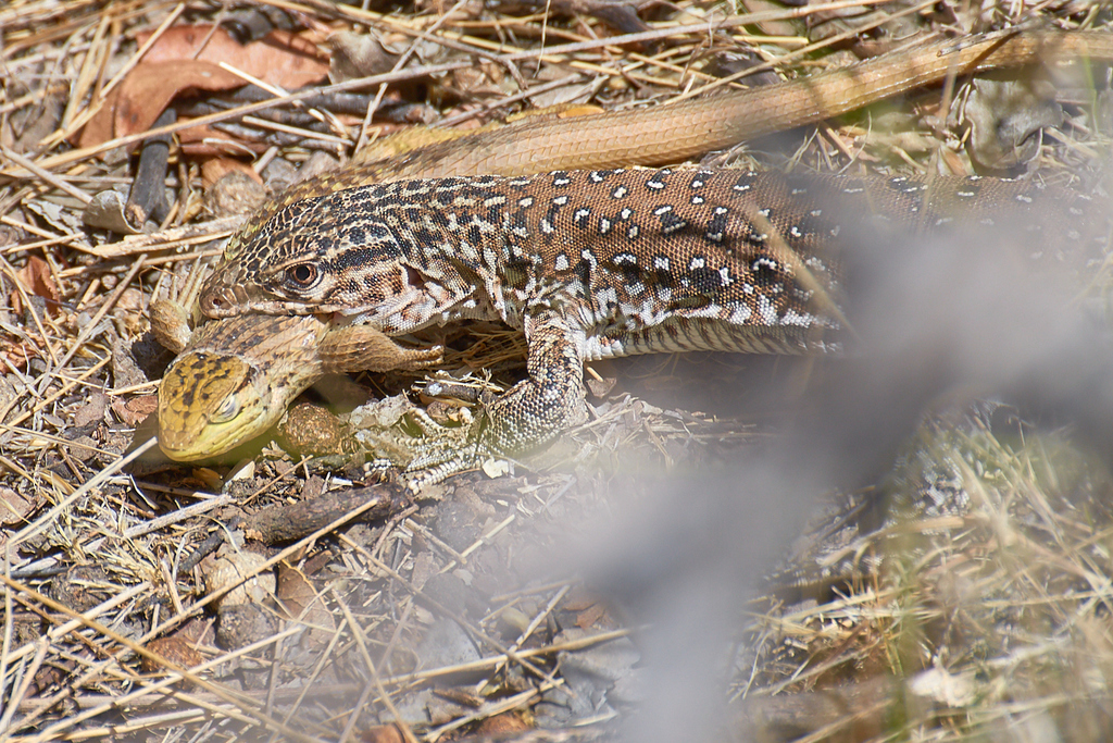 Spotted False Monitor from Pirque, Región Metropolitana, Chile on ...