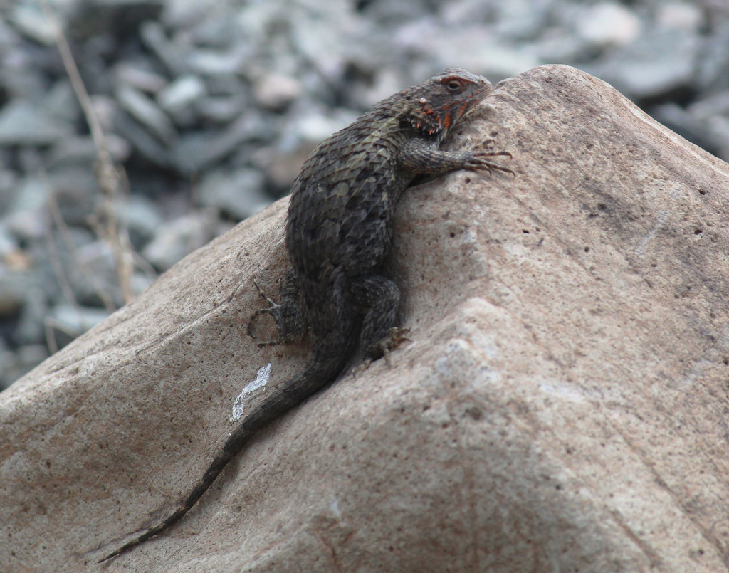 Eastern Spiny Lizard from San Diego de la Unión, Gto., México on May 27 ...