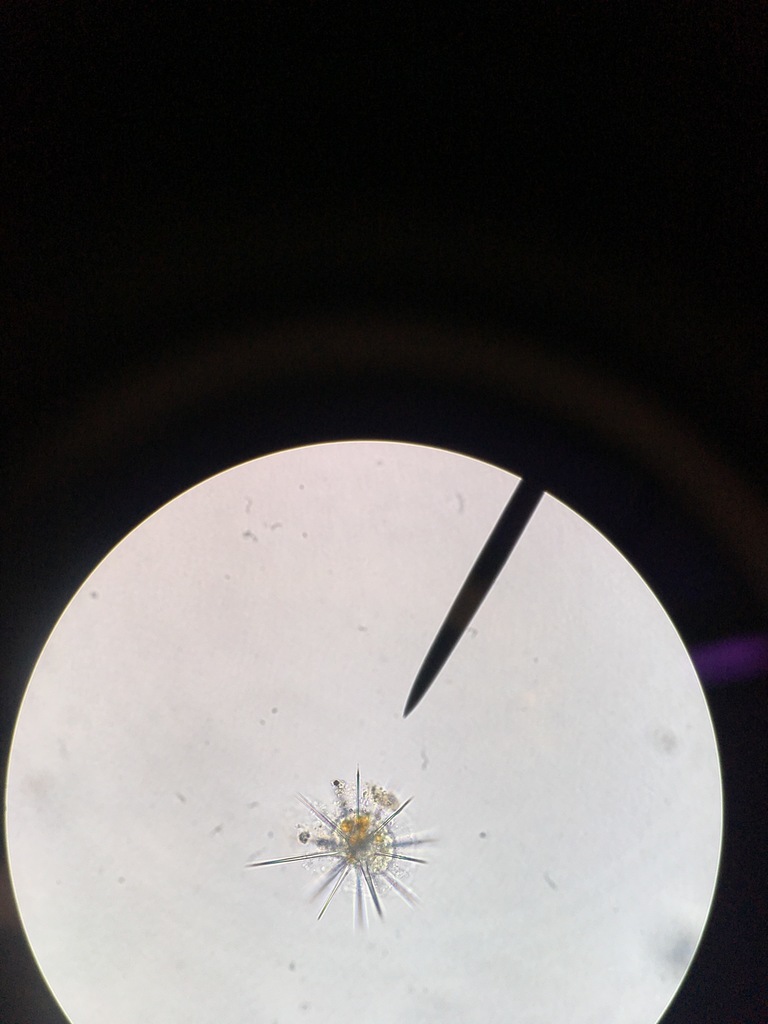 radiolarians (Marine Phytoplankton of the Grand Strand Region of SC ...