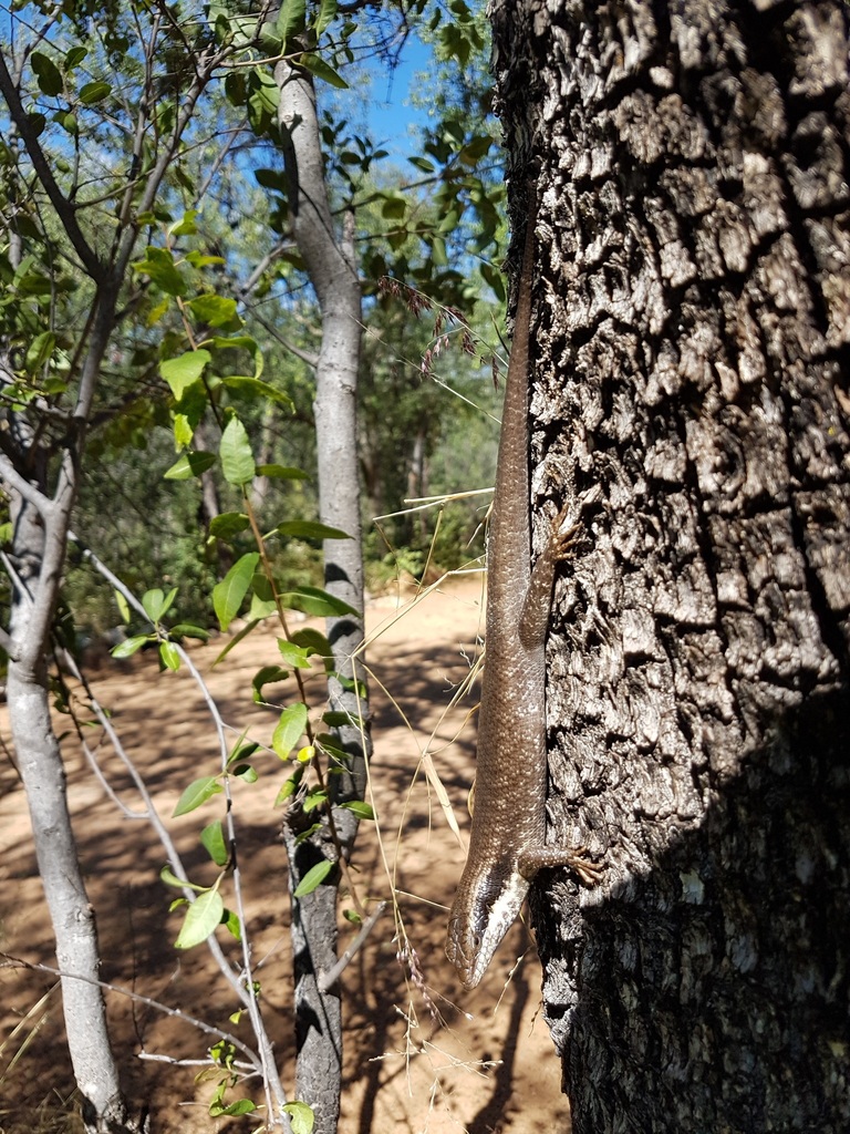 Ovambo Tree Skink from Guinas, Oshikoto, Namibia on April 13, 2017 at ...