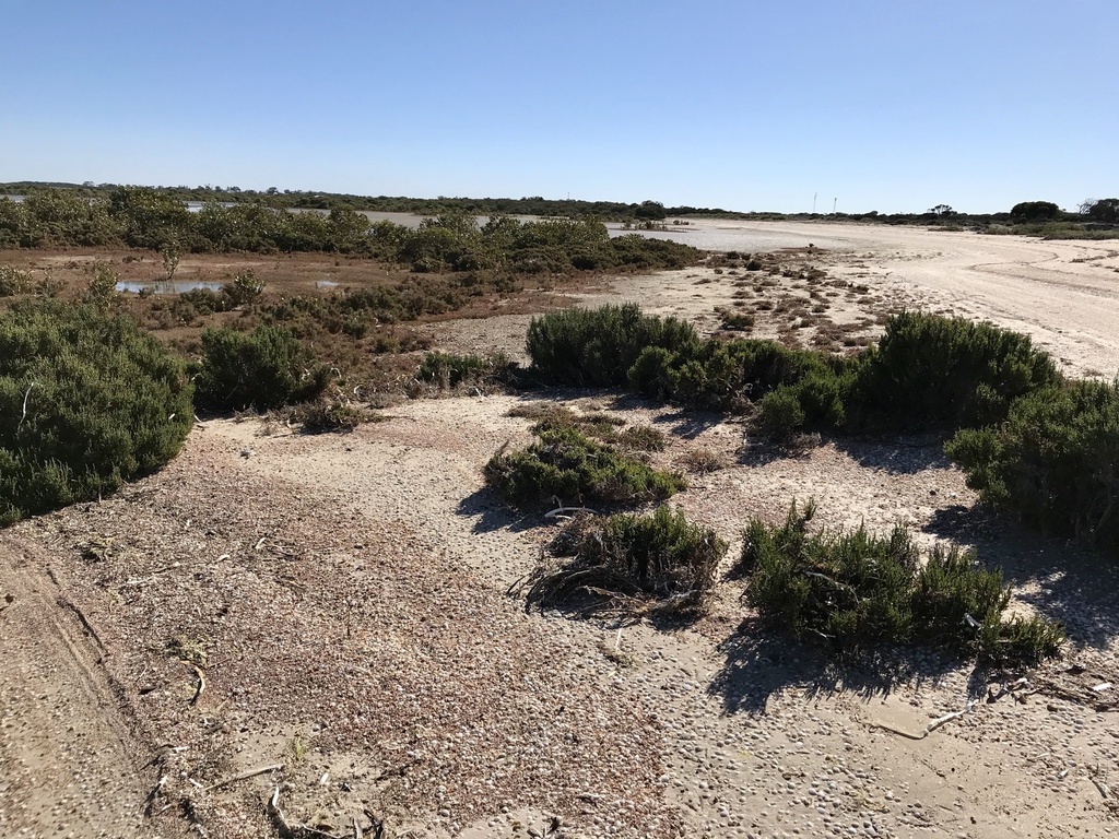 Shrubby Glasswort from Shell Pit Road, Smoky Bay, SA, AU on May 29 ...