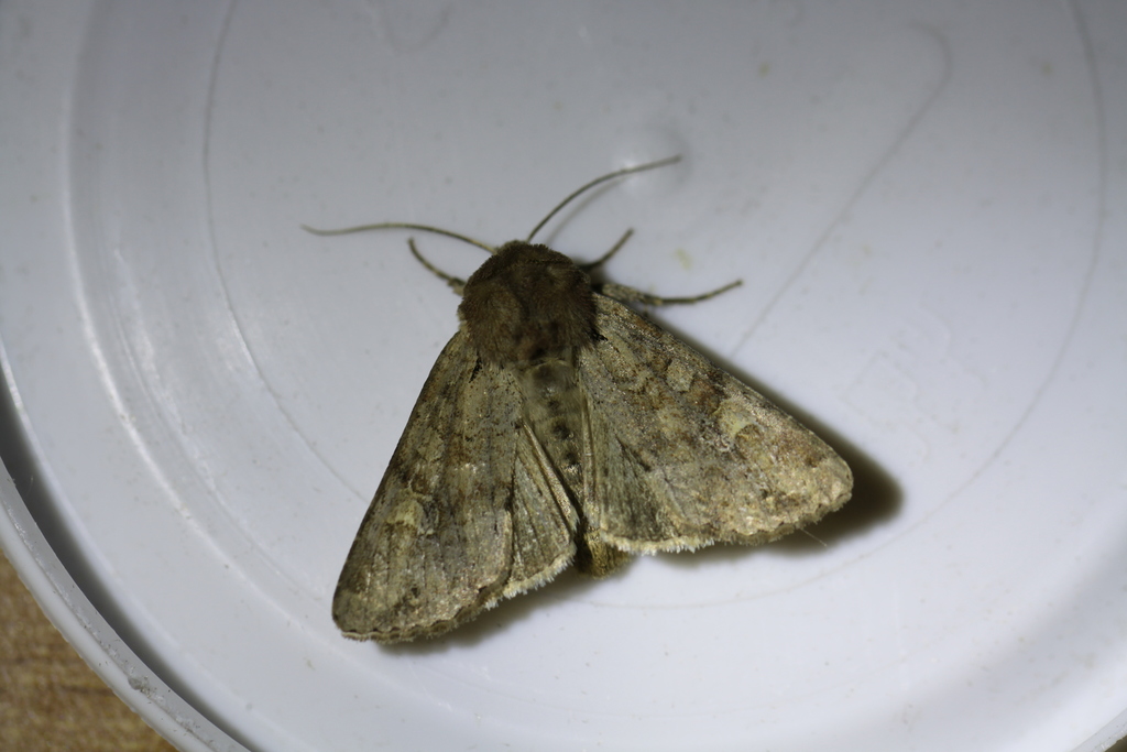 Bordered Apamea Moth in May 2020 by Massimo Rosso · iNaturalist