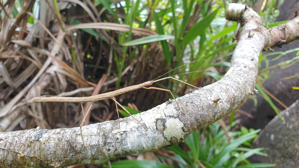 Seychelles Stick Insect from Seychelles on May 24, 2020 at 12:21 PM by ...