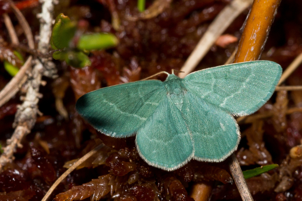 Emerald Moths from Morristown, VT, USA on May 26, 2020 at 11:40 AM by ...