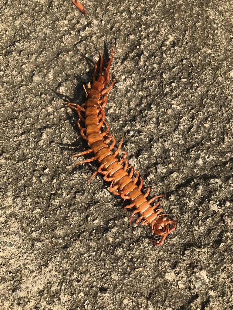 Red-headed Centipede from 錦福豪園, 石崗, 新界, HK on September 26, 2019 at 08: ...