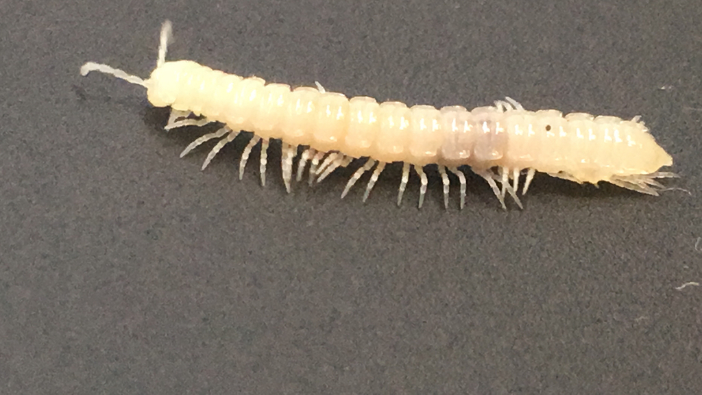 Greenhouse Millipede from Maryville on May 29, 2020 at 04:25 PM by ...