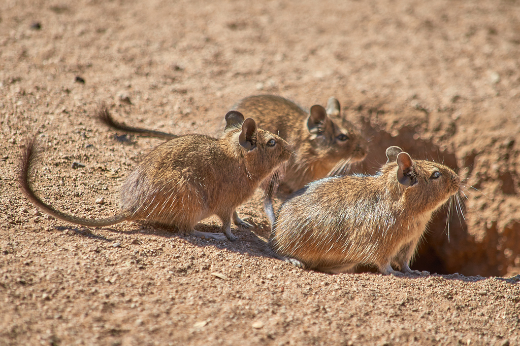Common Degu from Choapa, CL-CO, CL on April 07, 2018 at 03:14 PM by ...