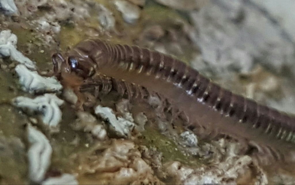 Parajulid Millipedes from Gainesville, FL 32605, USA on May 29, 2020 by ...