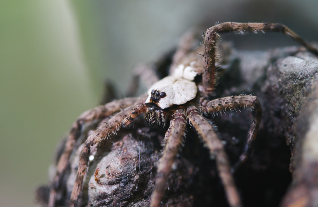 White-banded Fishing Spider in May 2020 by jrvv · iNaturalist