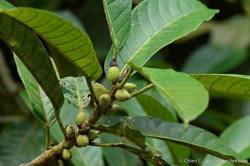 Ficus annulata · iNaturalist Ecuador