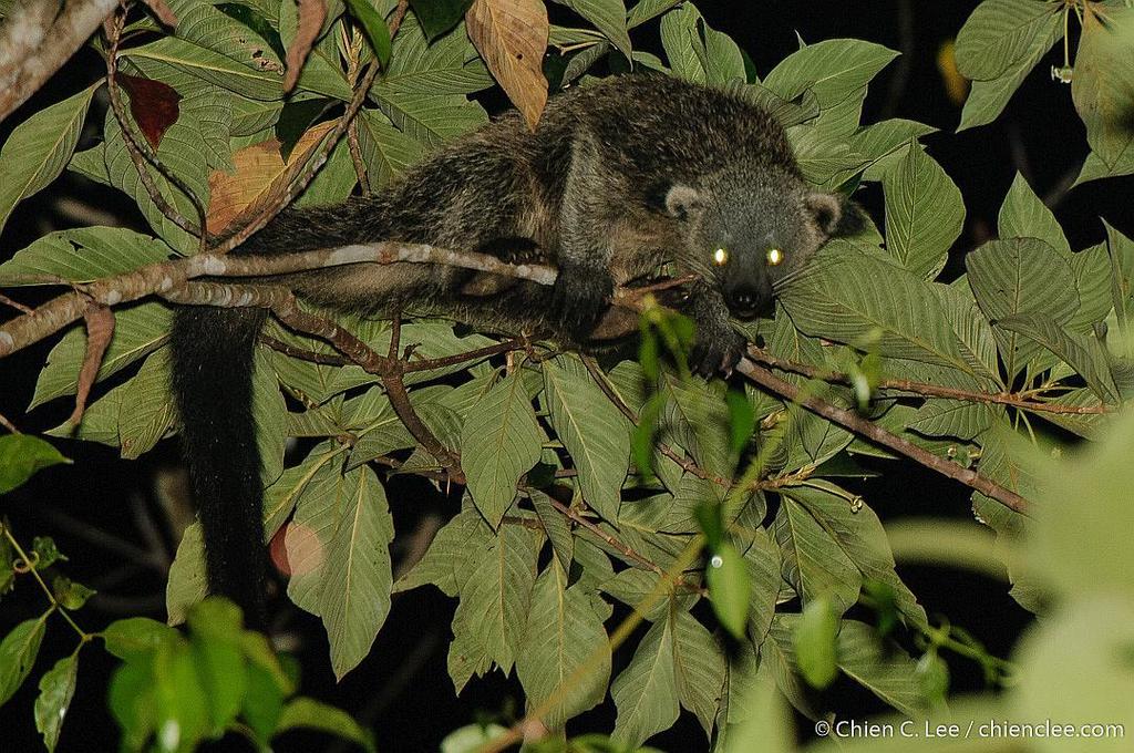Binturong (Arctictis binturong) - Know Your Mammals