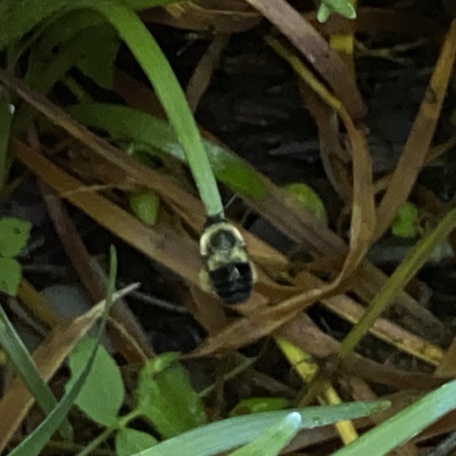 Common Eastern Bumble Bee from Hawson Dr, Saint Louis, MO, US on May 29 ...