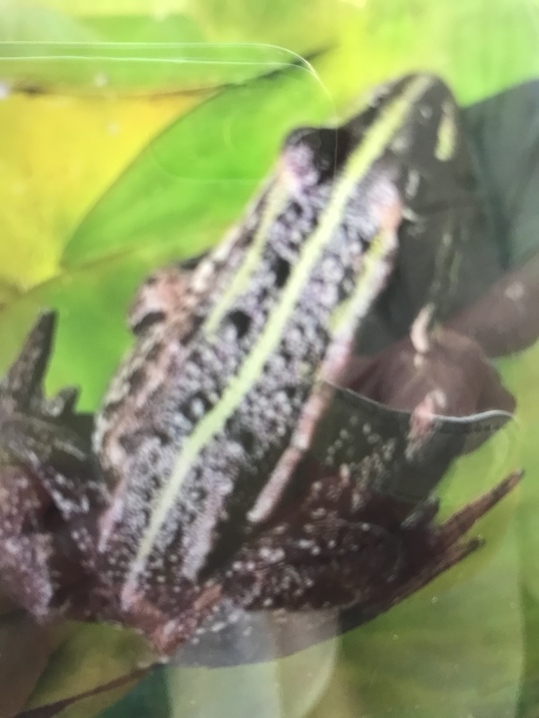 Edible Frog from Sjælland, Fårevejle, Sjælland, DK on May 30, 2020 at ...