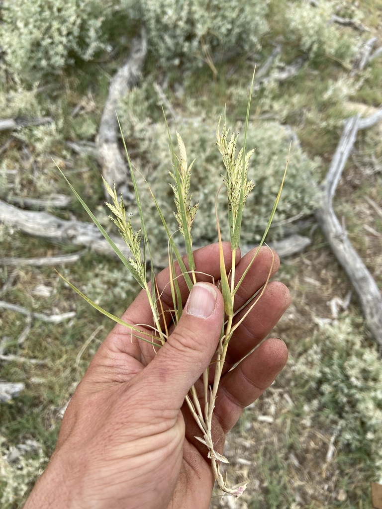 Saltgrass from Olancha, CA, US on May 29, 2020 at 01:39 PM by A Johnson ...