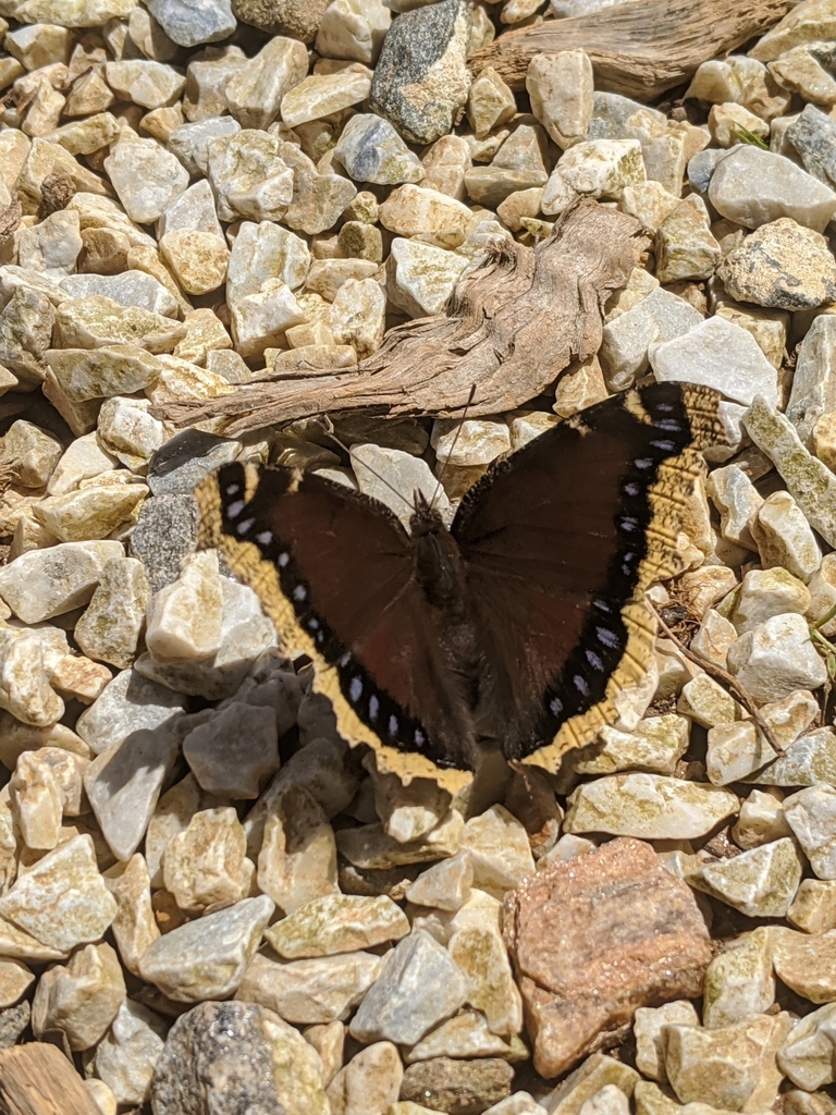 Mourning Cloak from Limestone, NC, USA on May 30, 2020 at 11:43 AM by ...