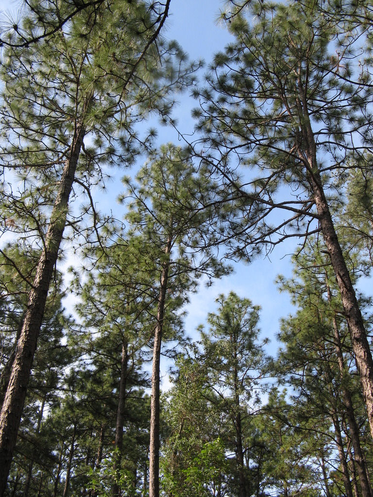 longleaf pine from Savannah River Site, SC on May 19, 2009 by Cat ...