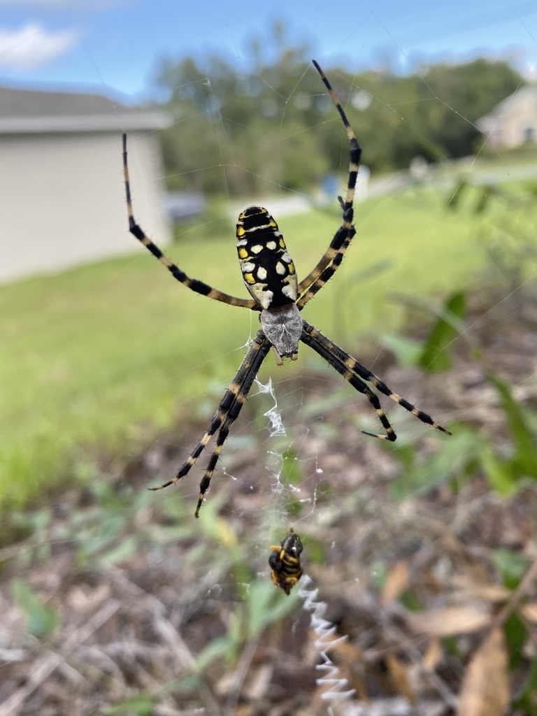 Yellow Garden Spider in October 2019 by Guiseppe Scarfone · iNaturalist