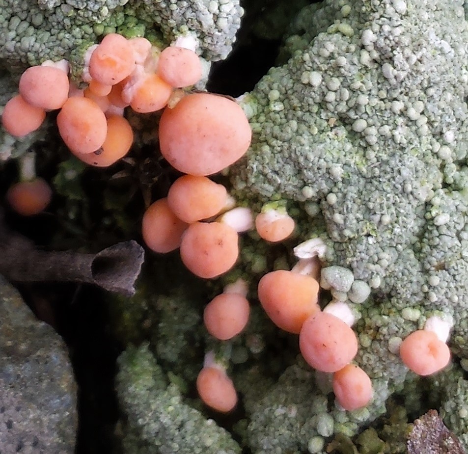 Pink Earth Lichen (Brandeis University - Lichen, Fungi and Non ...