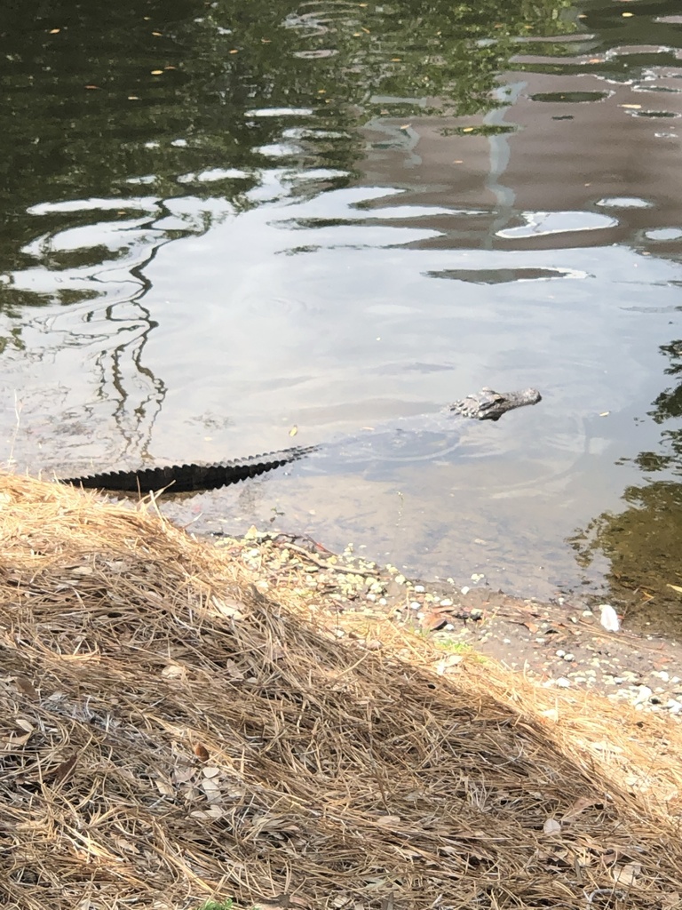 American Alligator from Jacksonville Dr, Jacksonville Beach, FL, US on ...