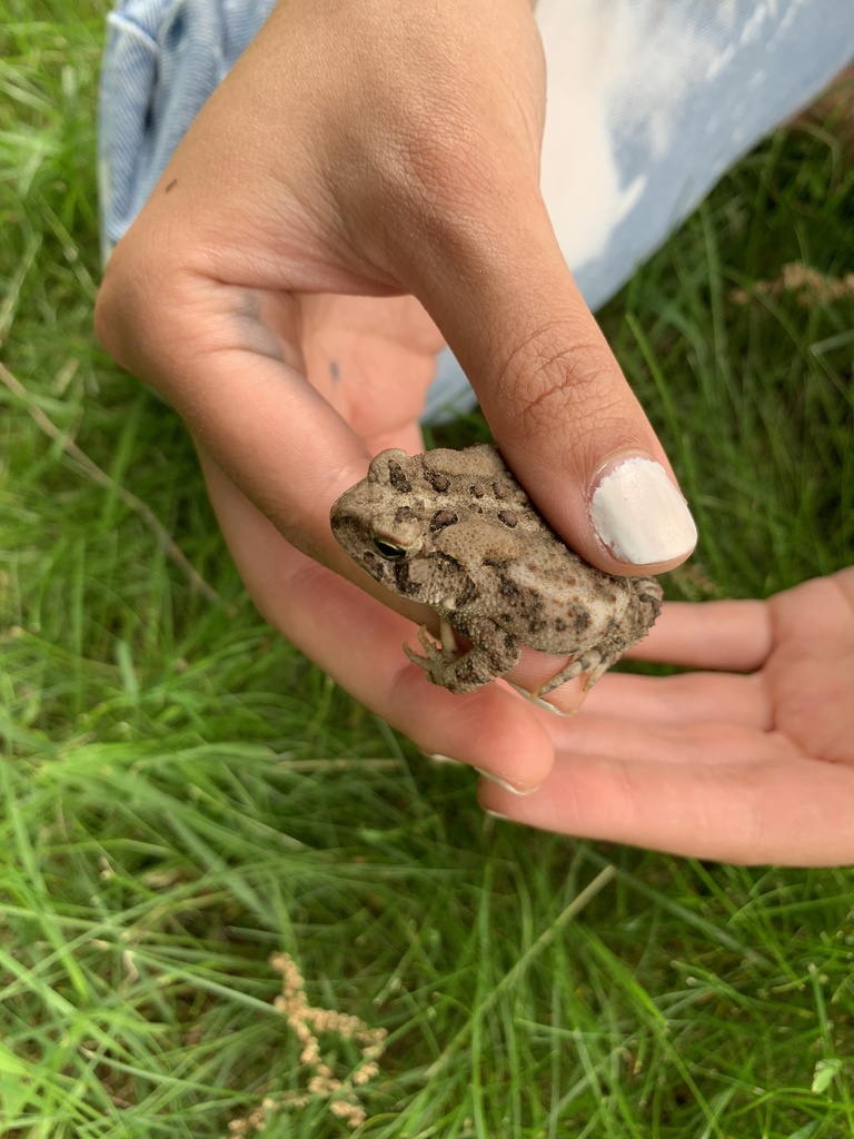 American Toad from Oak Trail, Coventry, CT, US on May 28, 2020 at 04:43 PM by Alex Trouern-Trend ...