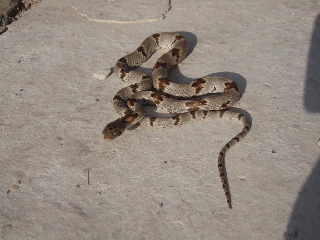 Texas Lyre Snake from Big Bend National Park on August 11, 2008 by ...