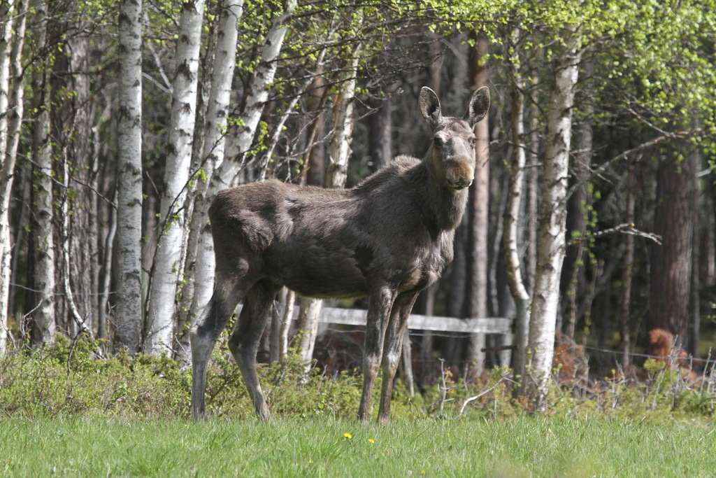 European Elk from Geilo, Norway on June 11, 2015 by Juan Martinez ...