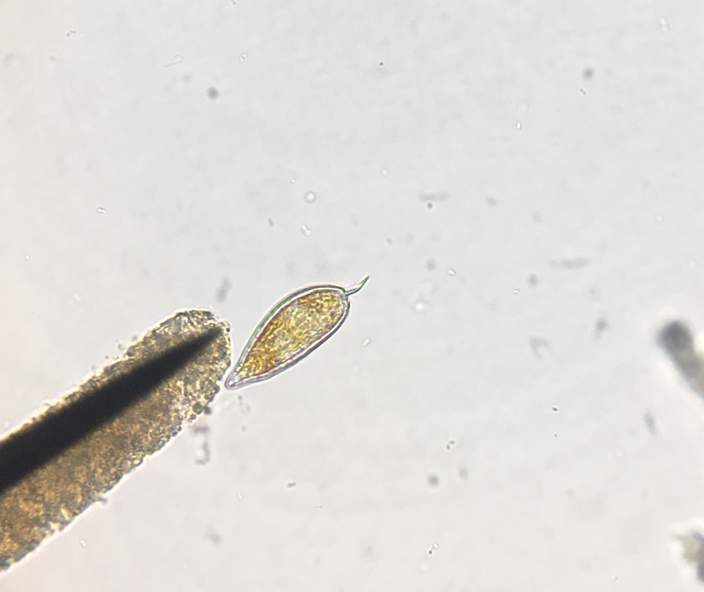 Prorocentrum (Marine Phytoplankton of the Grand Strand Region of SC ...