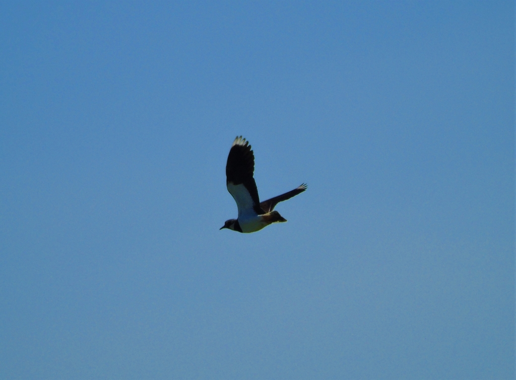 Northern Lapwing from Cobble Hey Farm & Gardens on May 30, 2020 at 01: ...