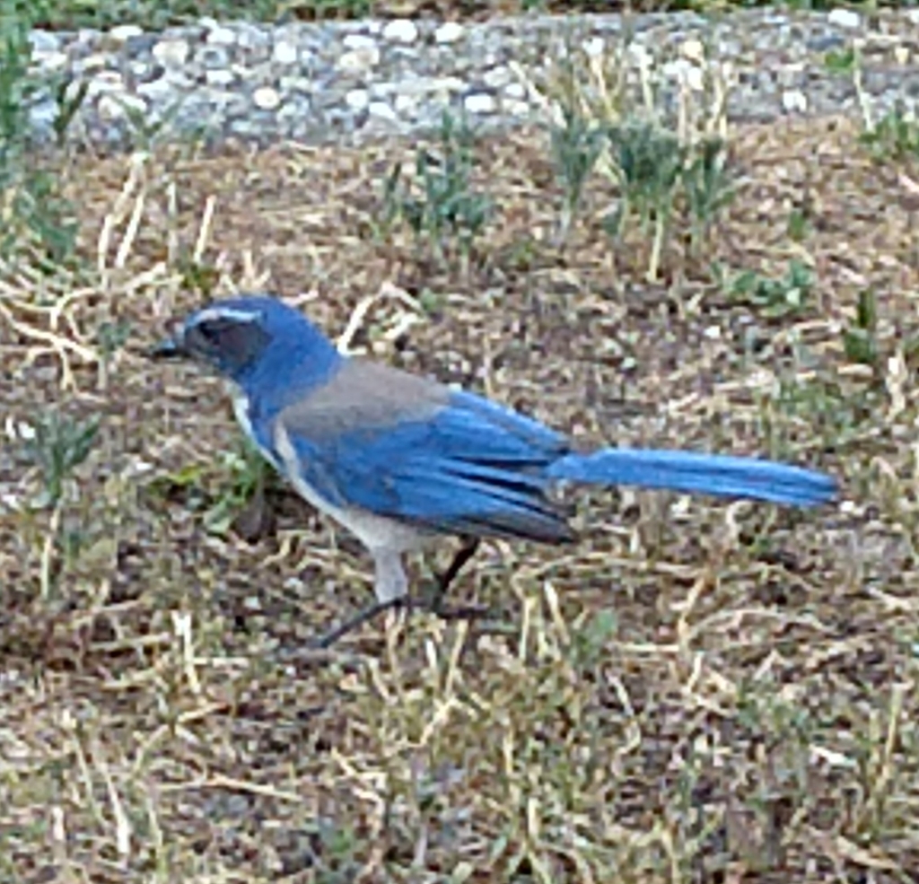 California Scrub-Jay from Woodland, CA, USA on May 20, 2020 at 06:04 PM ...
