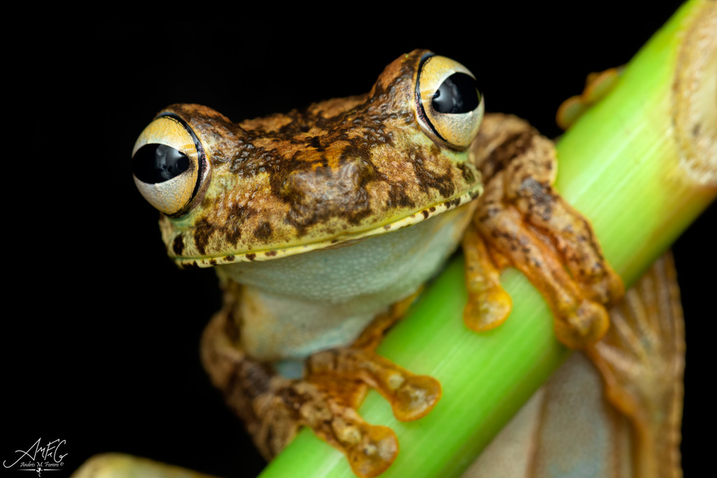 Rosenberg's Gladiator Frog from Puerto Quito on January 28, 2020 at 11: ...