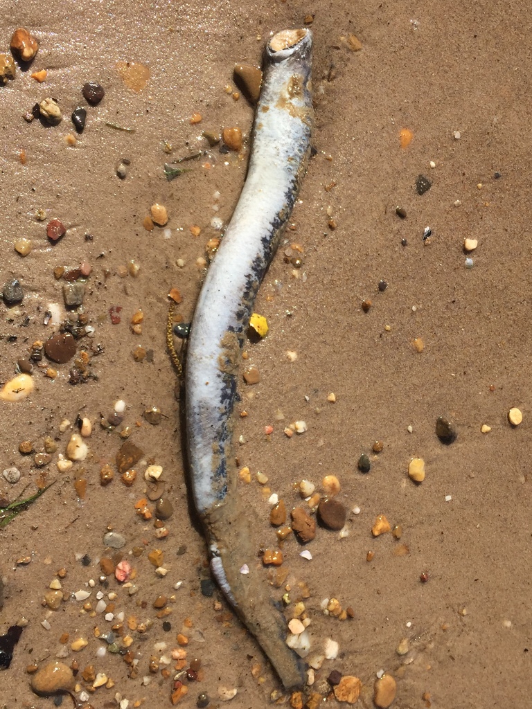 Sea Lamprey from Potomac River, Indian Head, MD, US on May 30, 2020 at ...