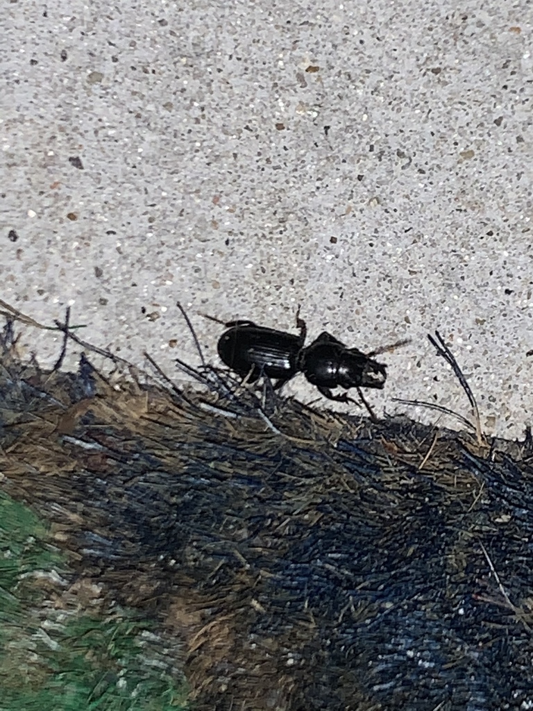 Big-headed Ground Beetle from Hillpark Ave, Baton Rouge, LA, US on May ...