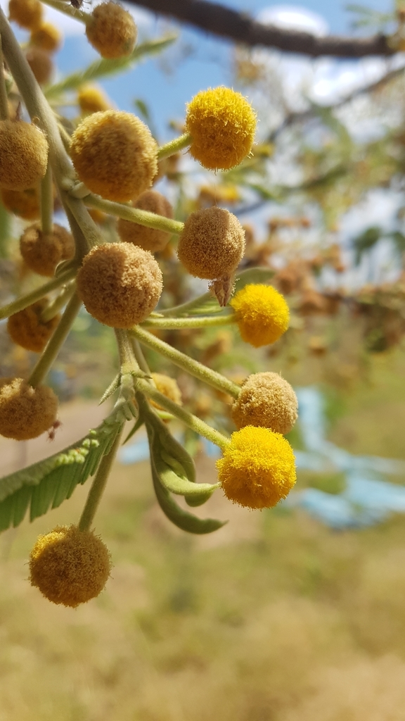 fern-leaf acacia from Las Agujas, San Juan de Ocotán, Jal., México on ...