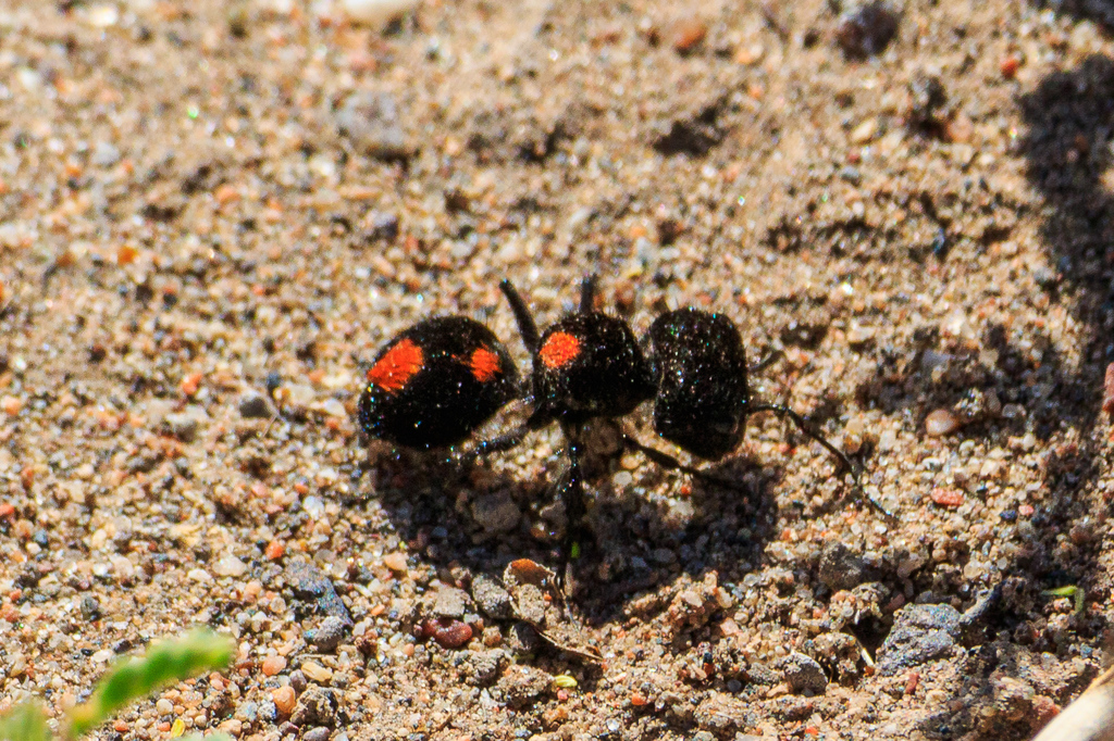 Atillum stygium from La Paz Department, Mendoza Province, Argentina on ...