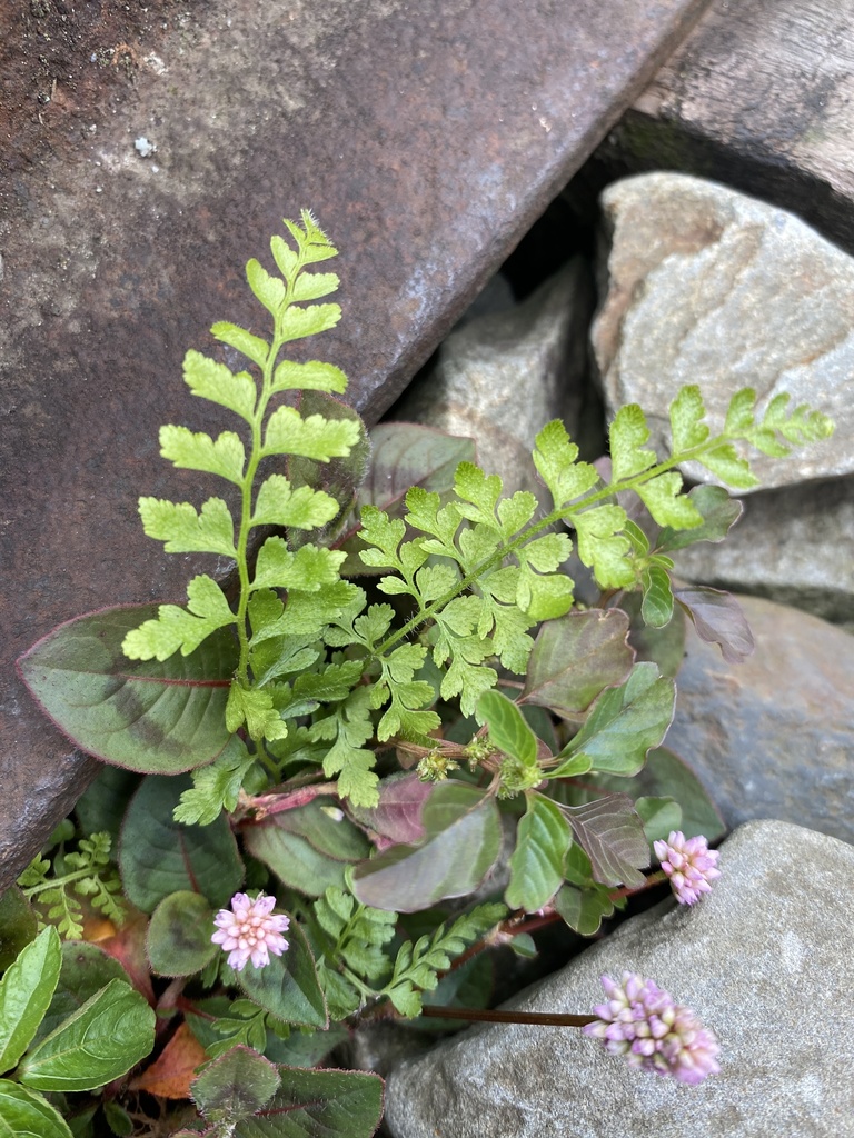 Polypodiales from 169, 竹崎鄉, TW on May 31, 2020 at 12:41 PM by Taichun ...