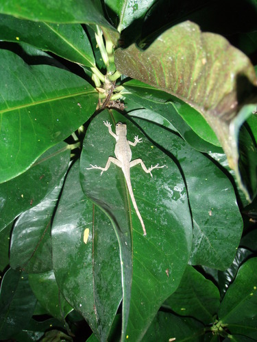 Saint Croix's anole (Ctenonotus acutus) · iNaturalist