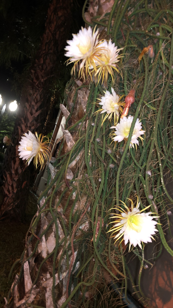 queen of the night from Charles Ringling Park, Sarasota, FL, US on May ...