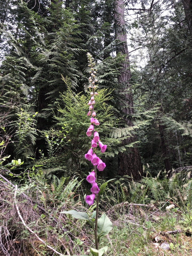 purple foxglove from Keats Island, BC, CA on May 30, 2020 at 12:35 PM ...