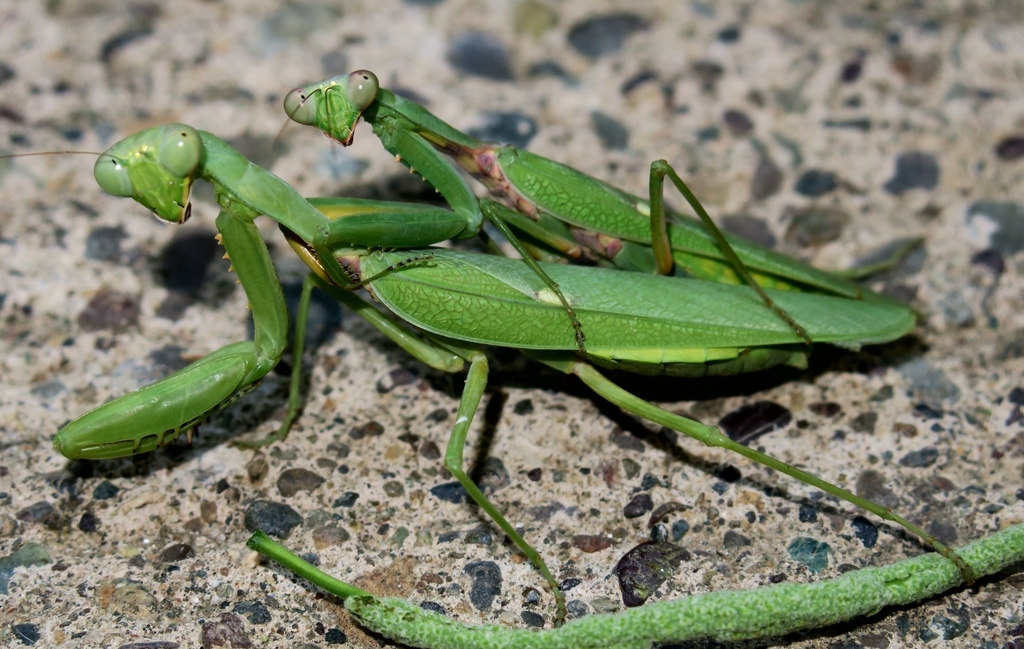 Giant Asian Mantises from San Anton, Nueva Ecija, Philippinen on February 26, 2018 at 11:47 AM ...
