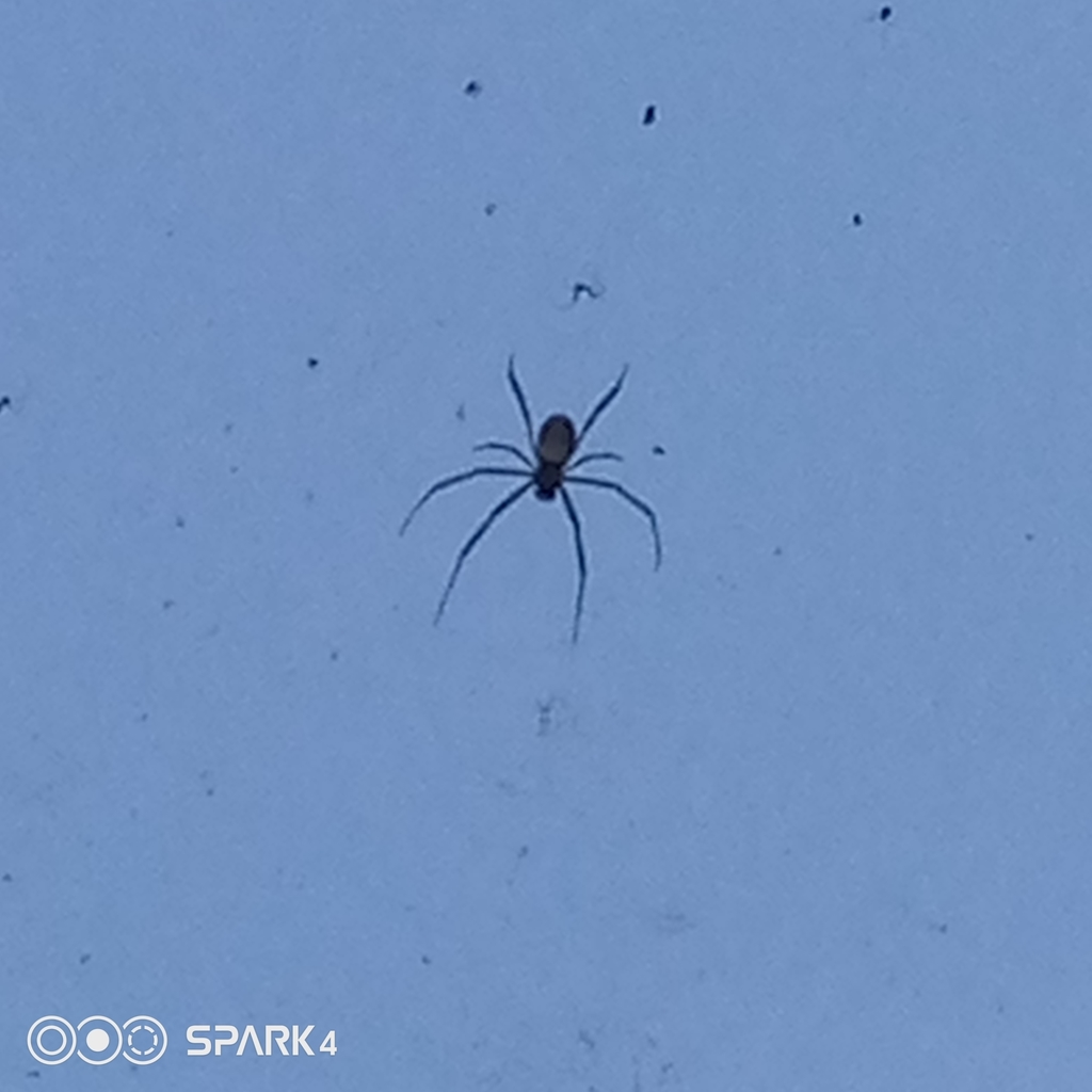 Banded Orbweavers from Narok West, KE-NR, KE on May 31, 2020 at 10:54 ...