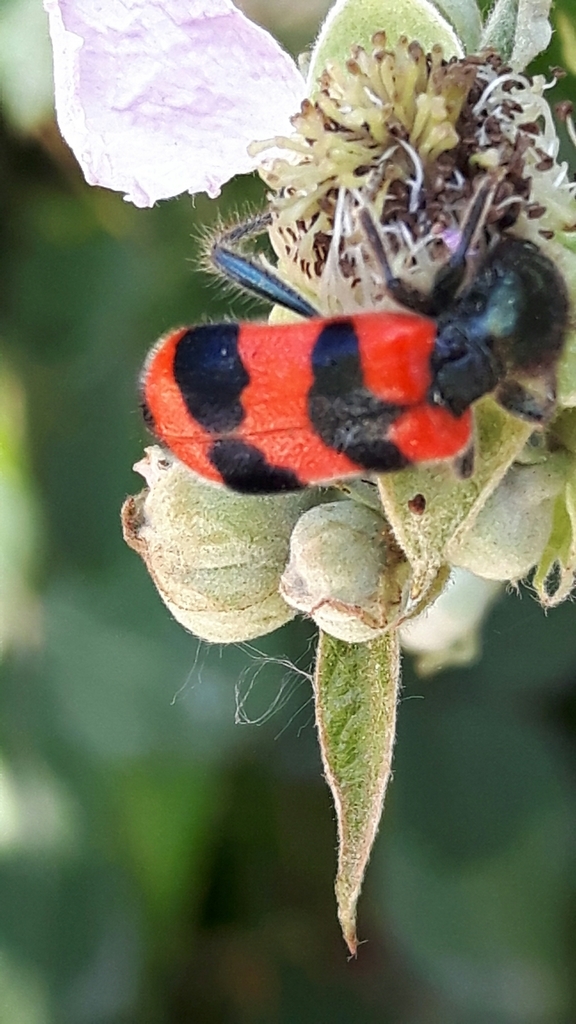 Bee-eating Beetle from 00060 Torrita Tiberina, Metropolitan City of ...