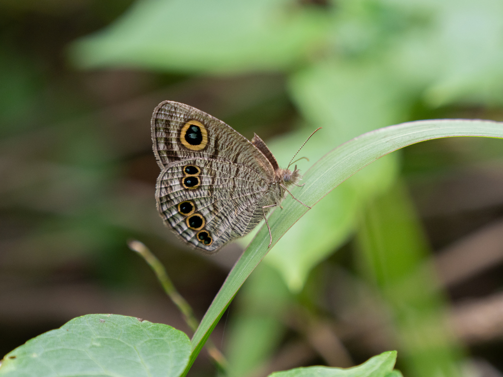 Straight Five-ring in August 2019 by Kit Chang · iNaturalist