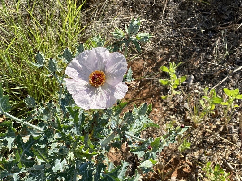 thistle poppy from SE 300, Andrews, TX, US on May 31, 2020 at 09:10 AM ...